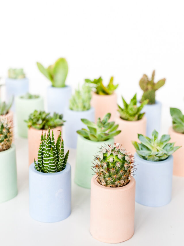 PLASTER PUSHER: DIY PLASTER MINI PLANTERS + HOW TO COLOR PLASTER STORY ...