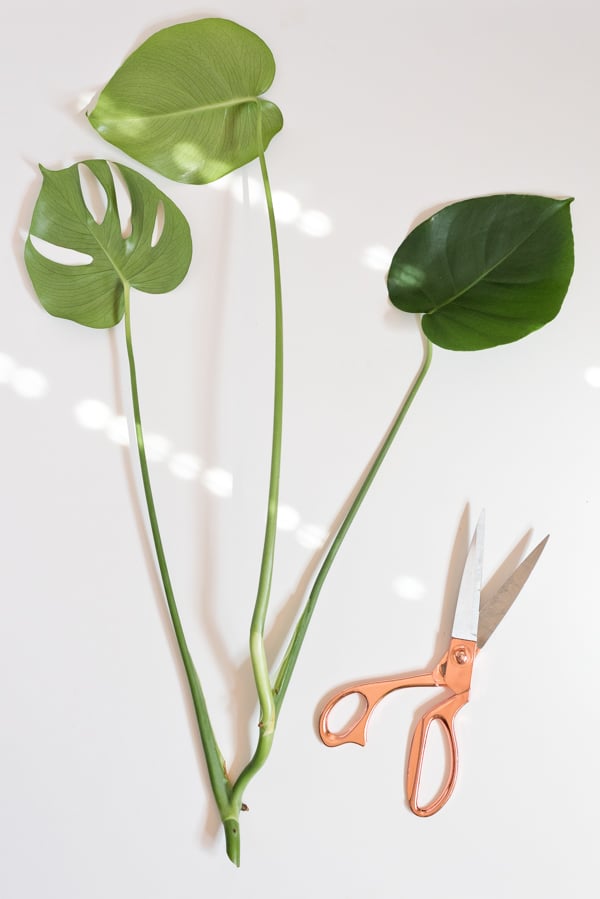 Quick Guide to Propagating Plants in 3 Easy Steps