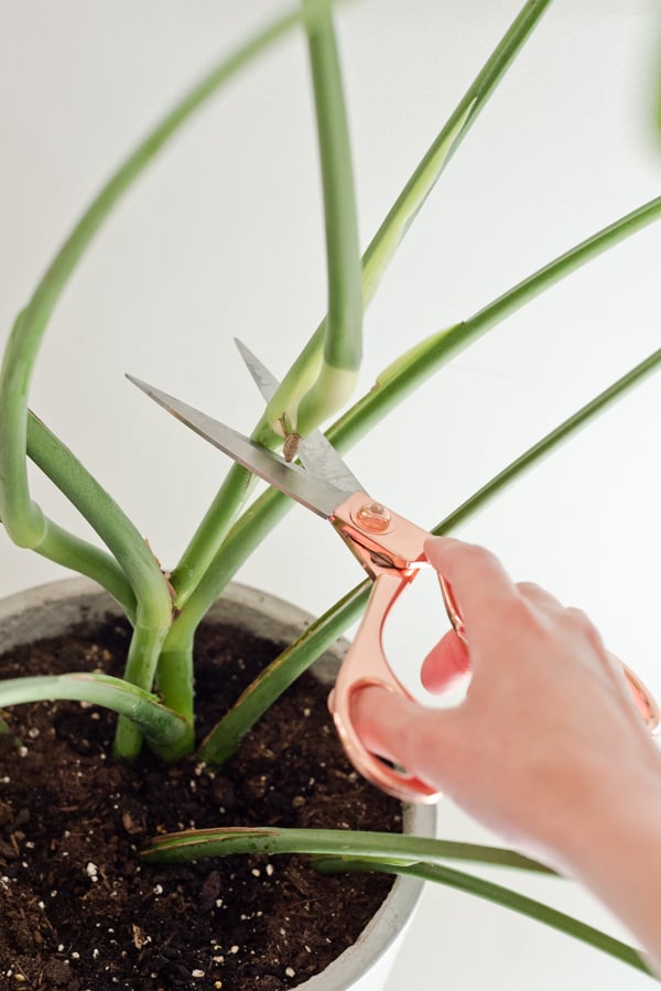 Quick Guide to Propagating Plants in 3 Easy Steps
