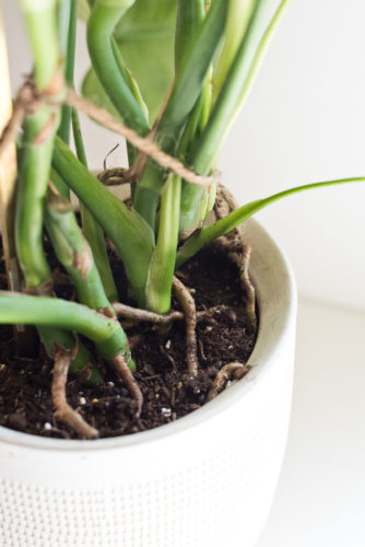 Quick Guide to Propagating Plants in 3 Easy Steps