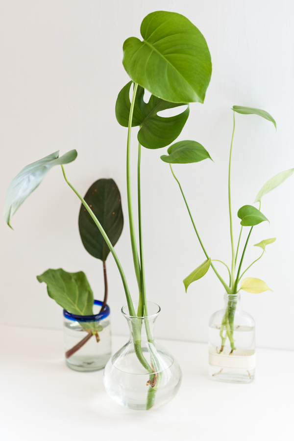 Quick Guide to Propagating Plants in 3 Easy Steps