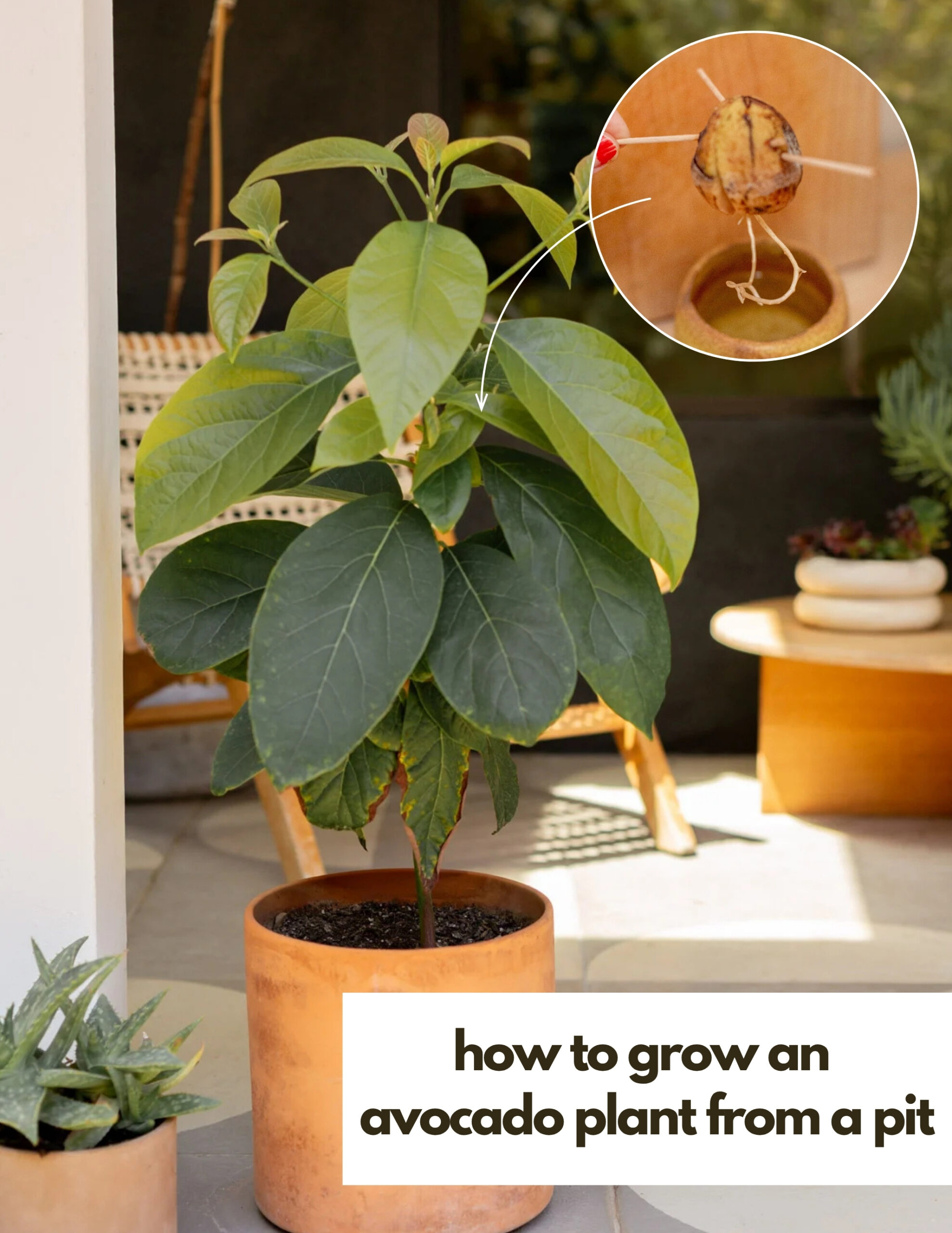 Avocado Plant Propagation (from a pit) - Paper and Stitch