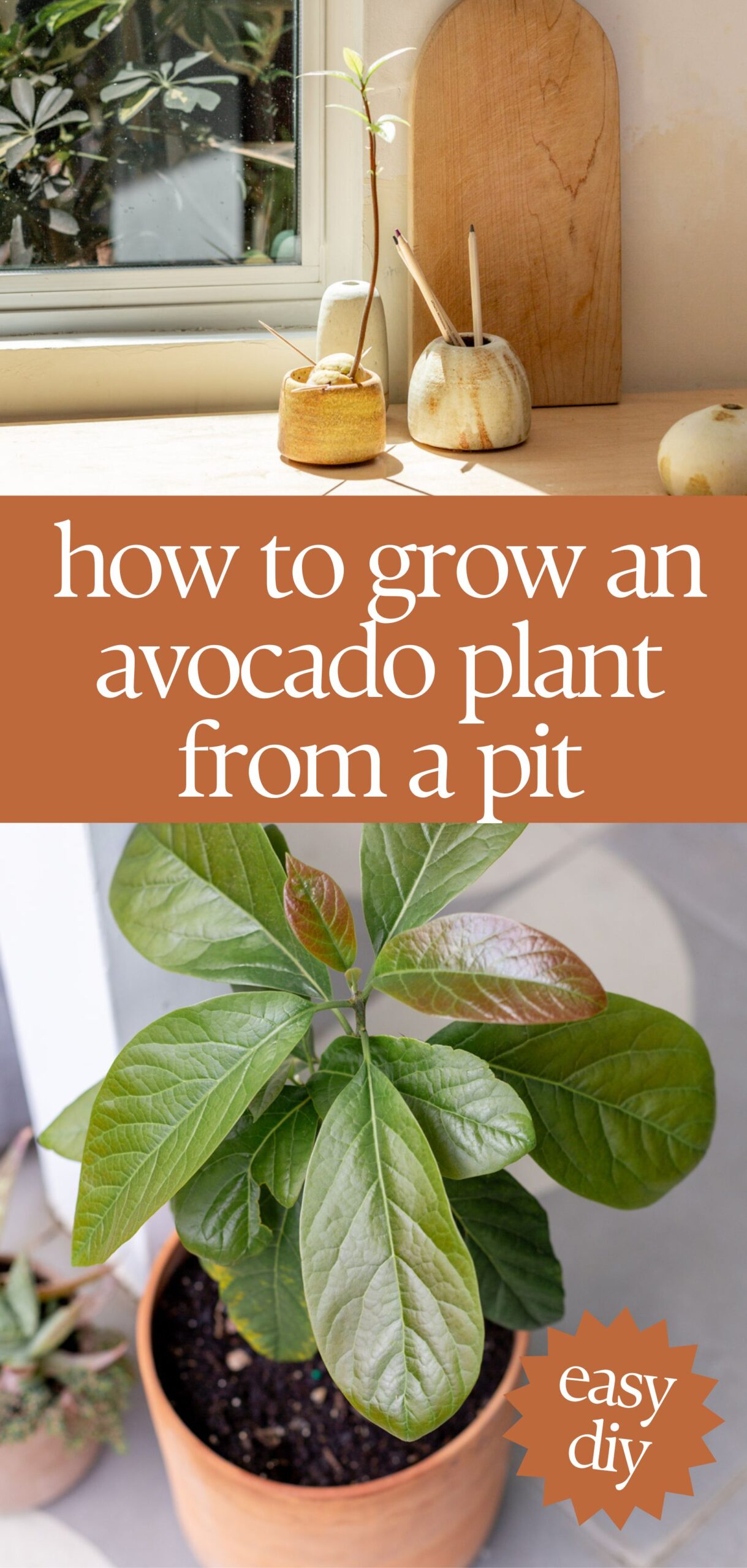 Avocado Plant Propagation (from a pit) - Paper and Stitch