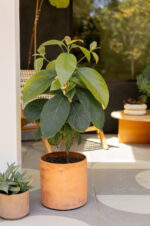 Avocado Plant Propagation (from a pit) - Paper and Stitch